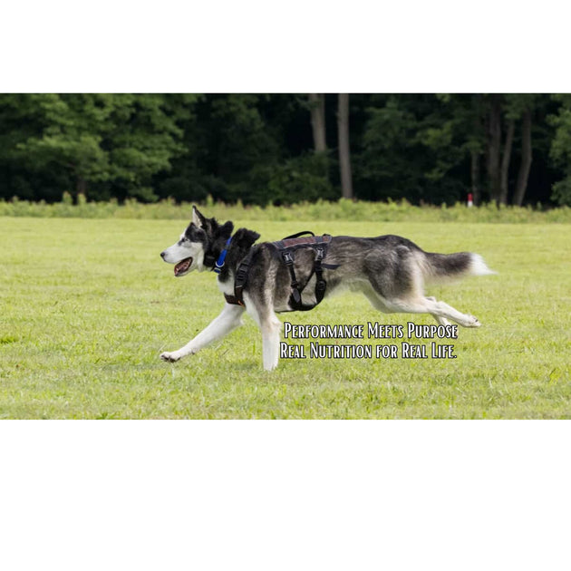 Ruff Bars | Real Meat Dog Snacks | No Preservatives